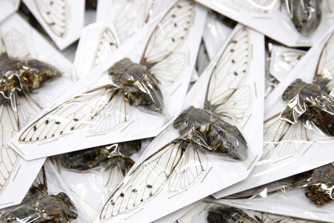 WHOLESALE 10 Clear-wing Cicadas | Various Assorted Species | A1 Spread ...