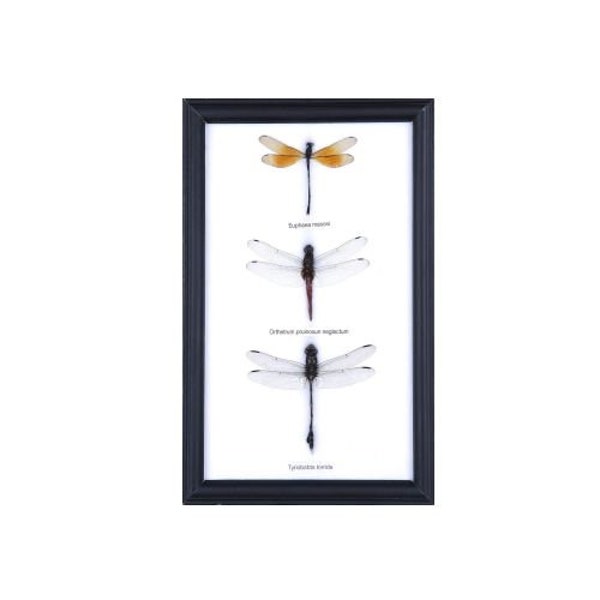 Dragonfly - Etsy UK