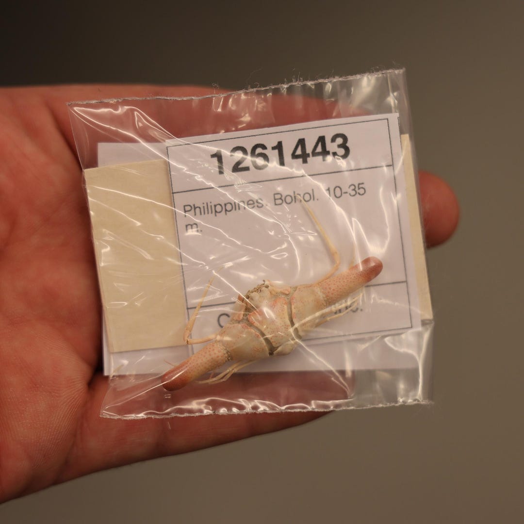 Leucosiidae Crab Specimen ixa Cylindrus Philippines, Sea-life 1261443 ...