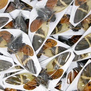 Mixed Pack of Insect Specimens | Assorted Unmounted Invertebrates ...