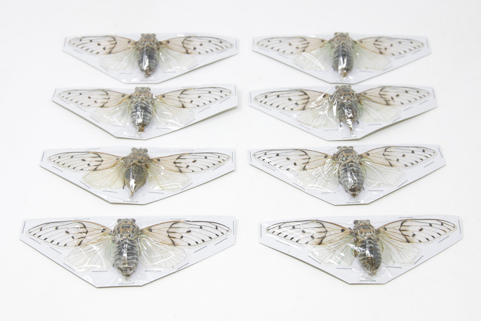 White Ghost Cicada (ayuthia Spectabilis) A1 Spread Specimens 120mm - Etsy