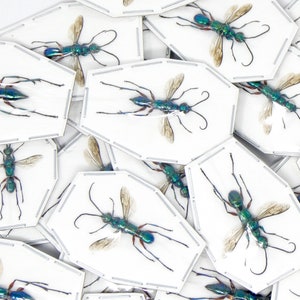 TWO (2) Blue Green Wasps (ampulex Erythropus) A1 Wings-open - Etsy