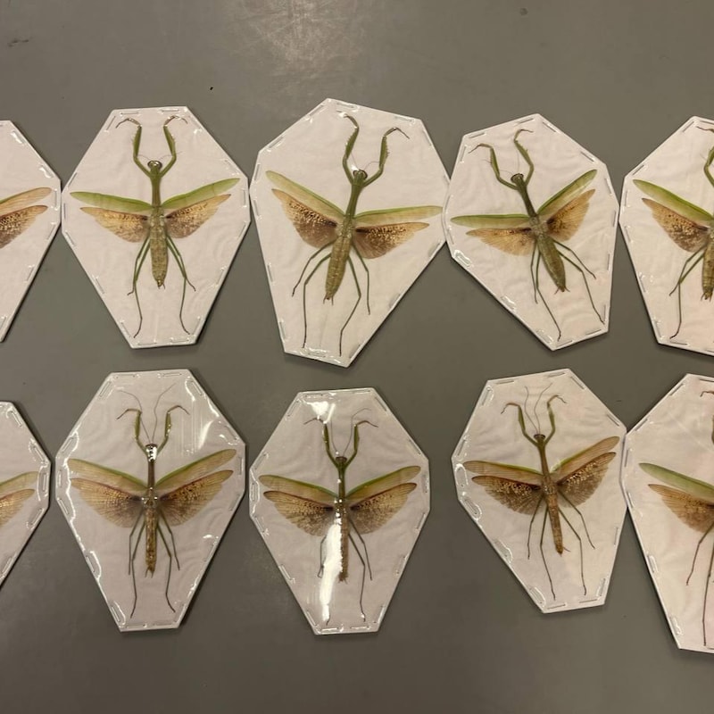 Mantis Dry Specimen - Etsy