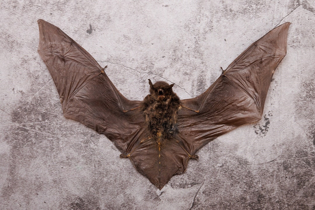 TWO 2 Malay Pipistrelle Bat Taxidermy pipistrellluis Imbricatus A1 Dry ...