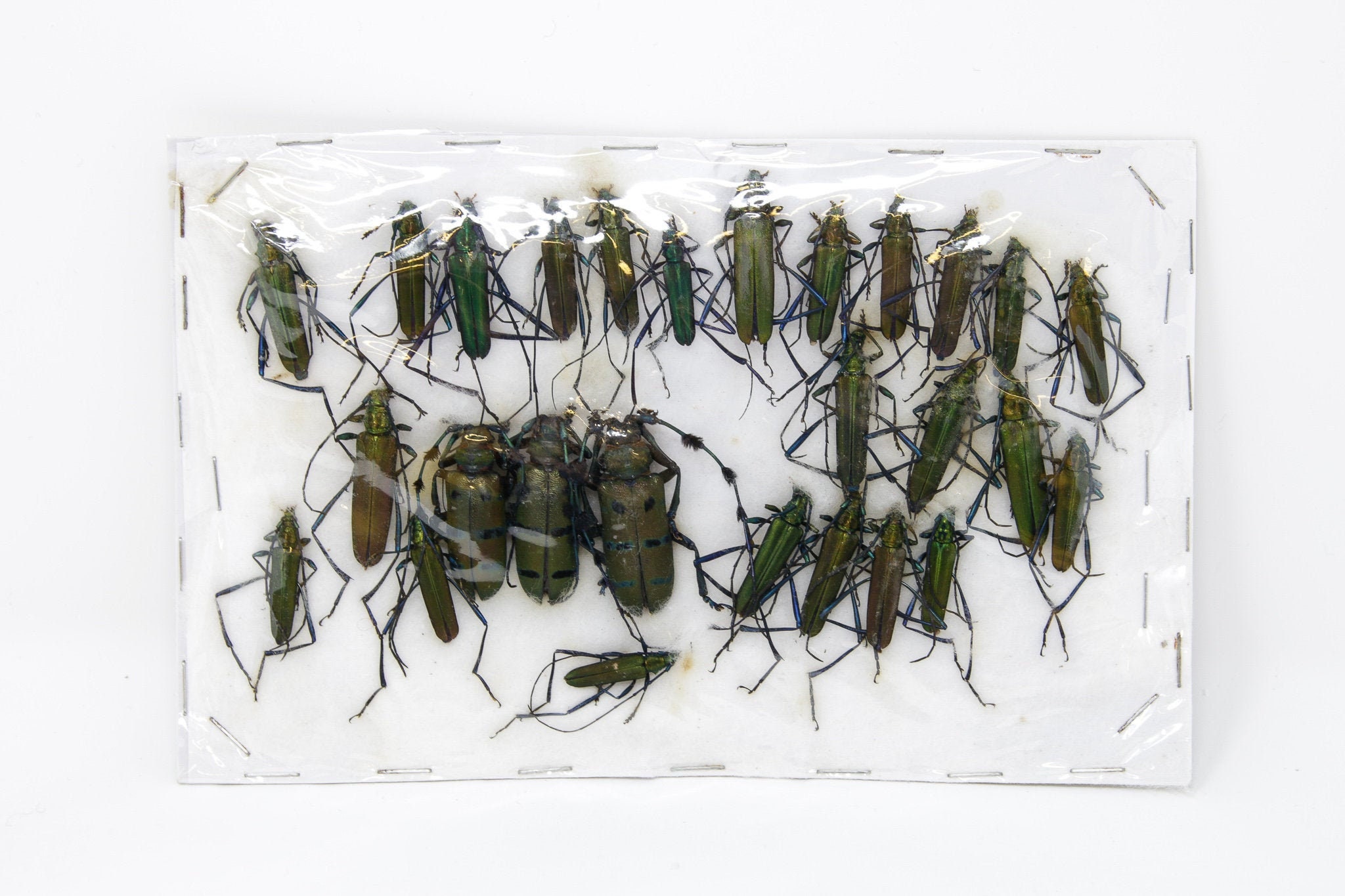 Insect Specimen Collection, Laos 2021 (Southeast Asia) Set #508