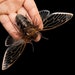 World's Largest Cicada Species 7-8" Wingspan | Megapomponia Merula ...