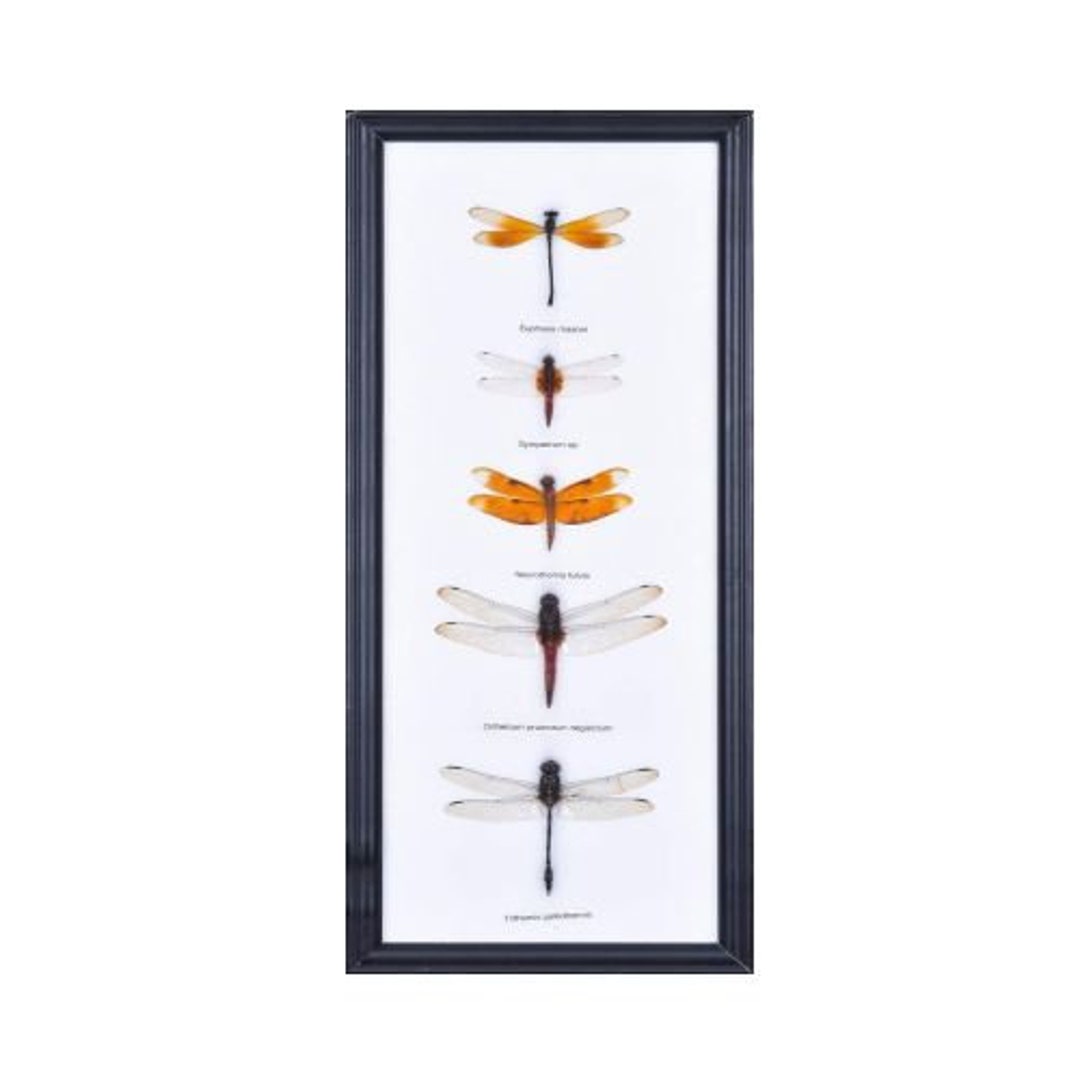 Five (5) Dragonfly Entomology Insect Taxidermy Display Frame, 14 X 6 In ...
