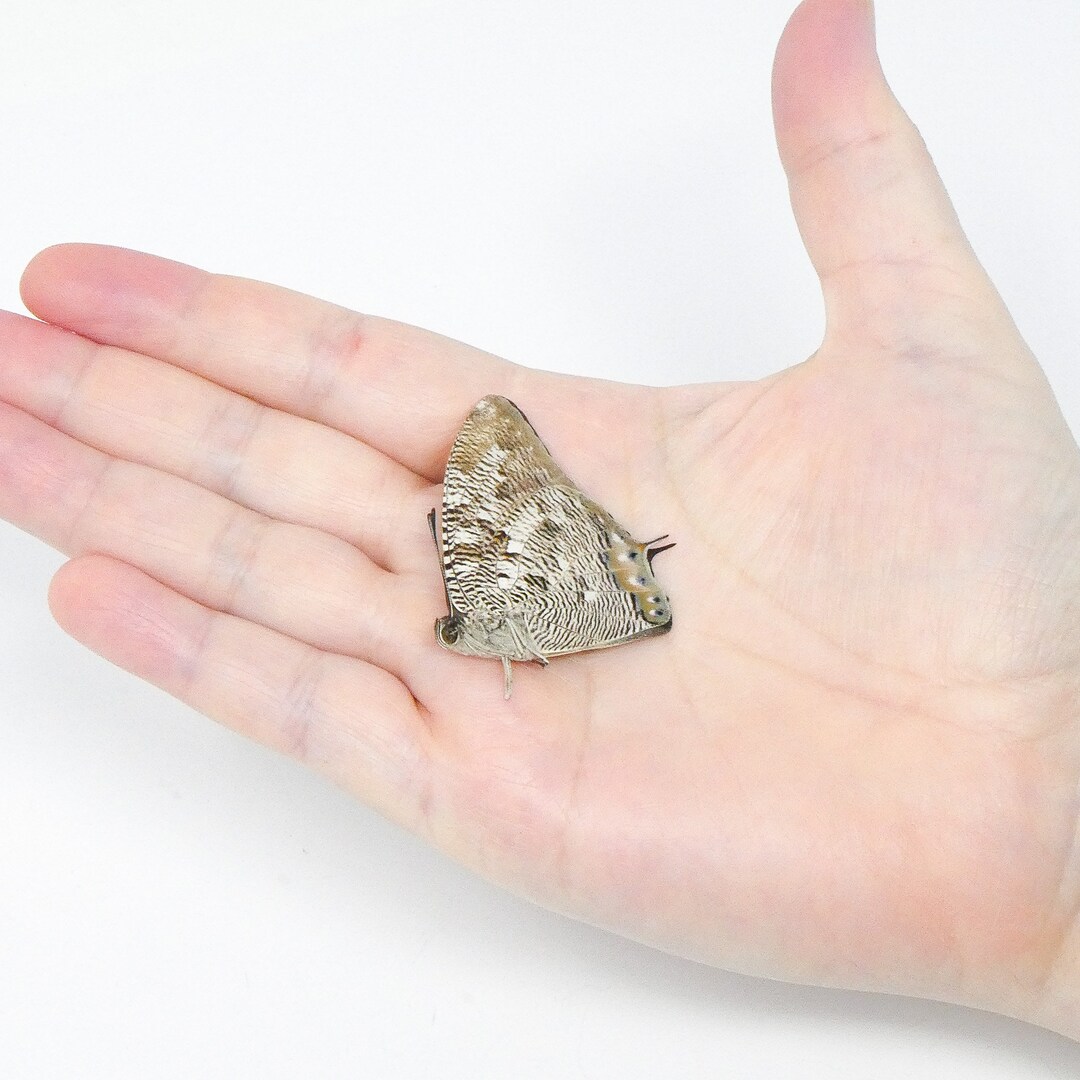 TWO (2) Anaea Cyanea / Polygrapha Cyanea A1 Dry Preserved Butterfly ...