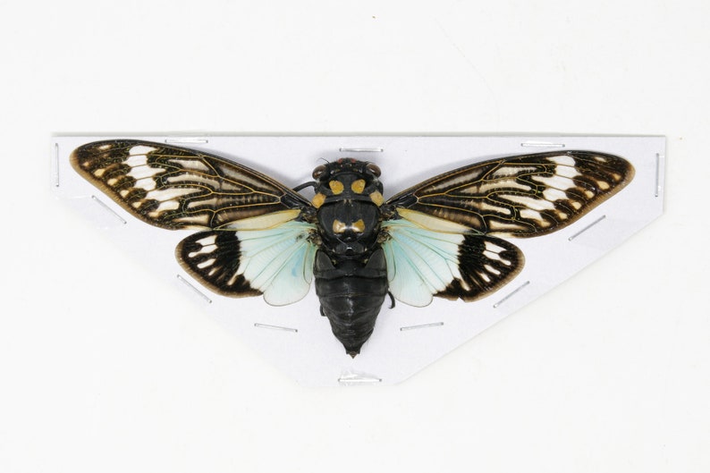 2 X BLUE CICADAS A1 Large Specimens | Tosena Splendida 100mm ...