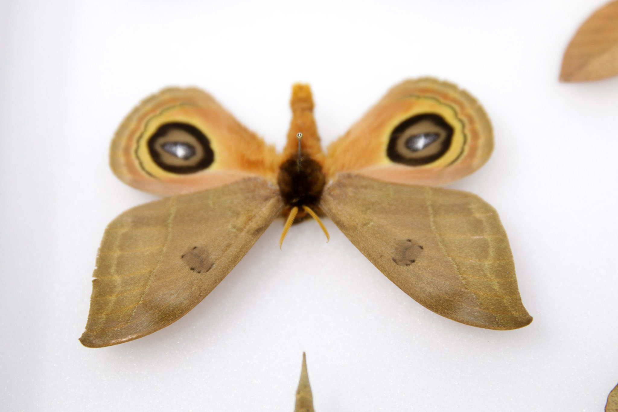 Exotic Moths Taxidermy Specimen Collection | Museum Entomology Box ...