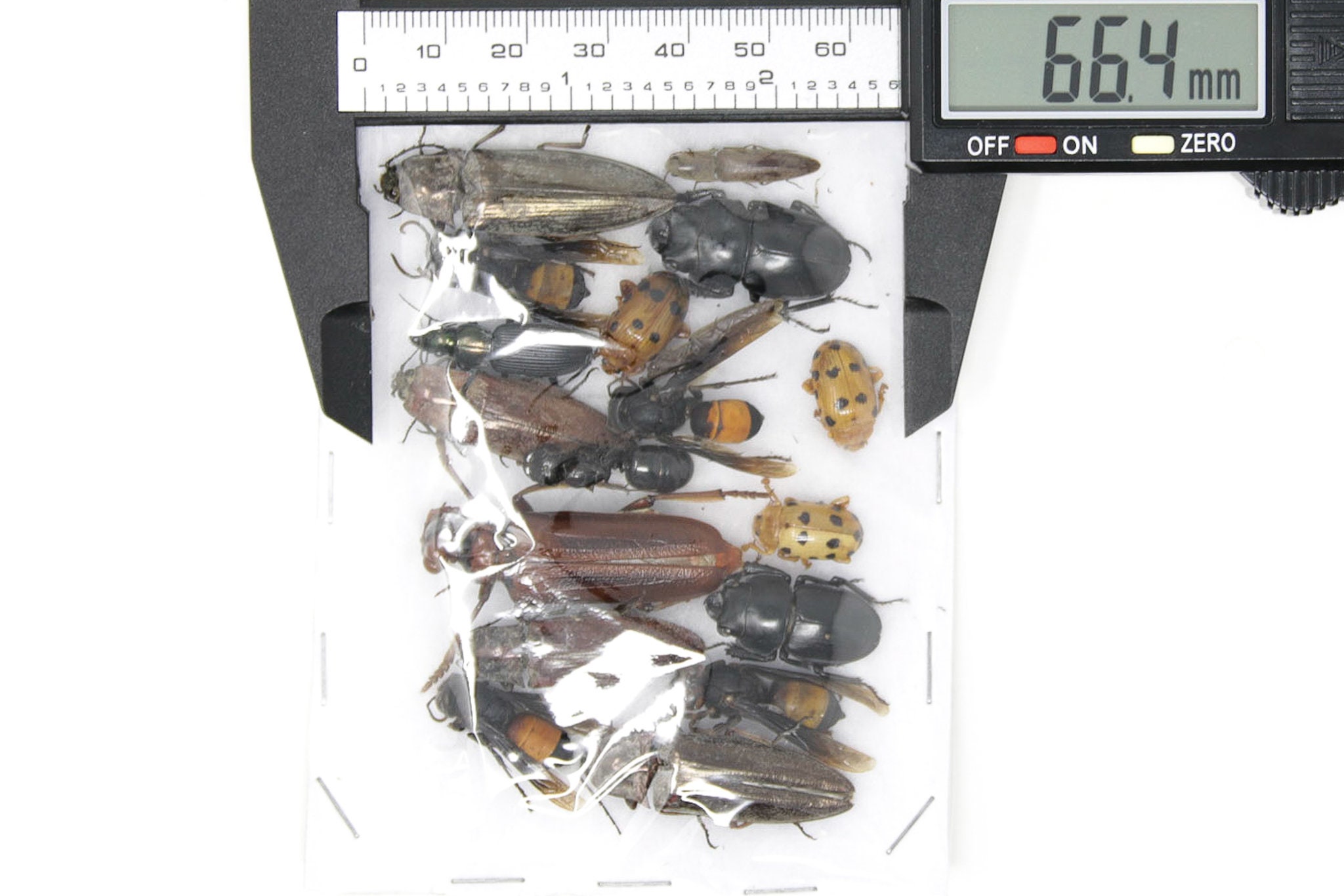 Insect Specimen Collection, Thailand 2021 (Various Coleoptera) SET#AI21