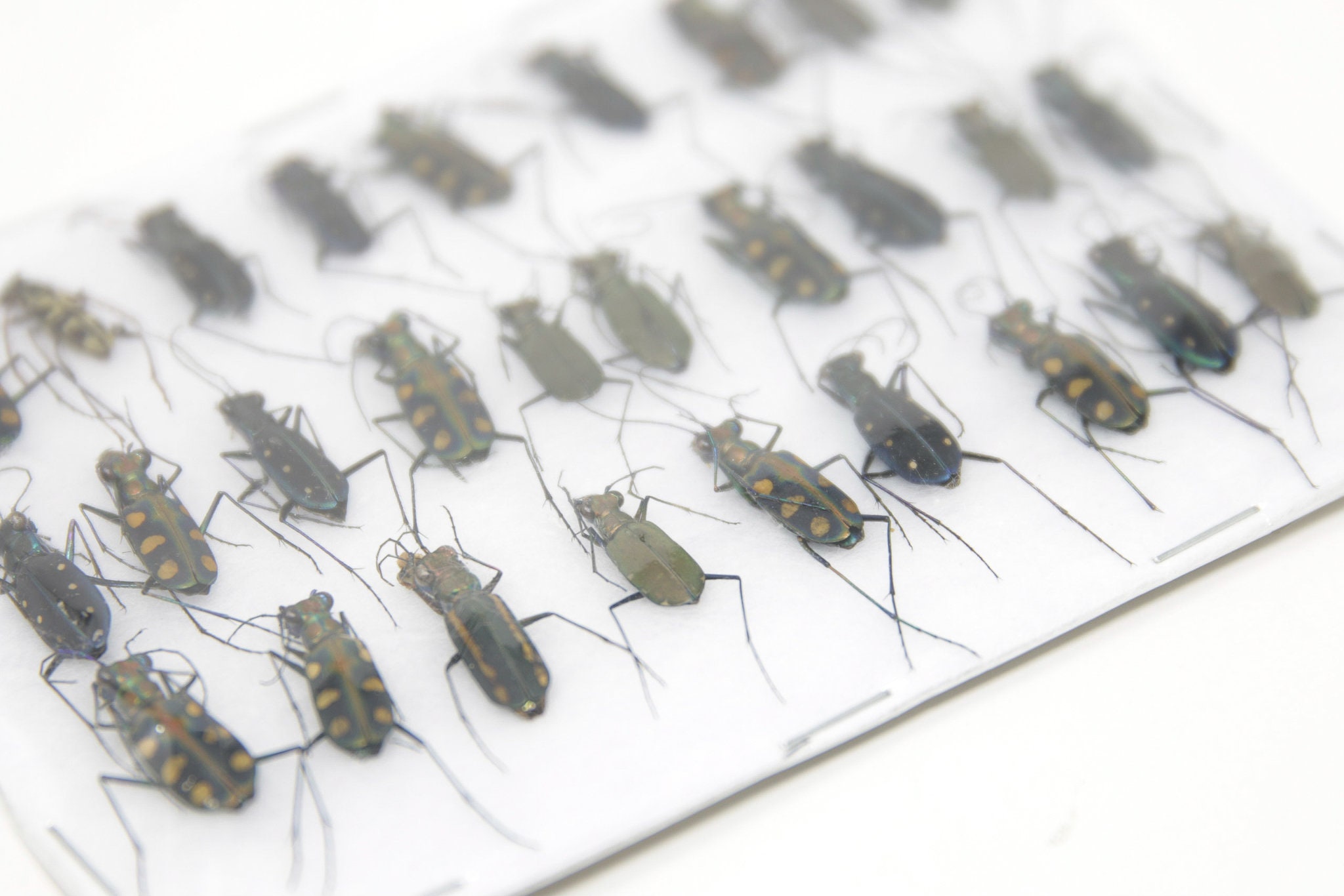 Insect Specimen Collection, Thailand 2021 (Various Coleoptera) SET#AI19