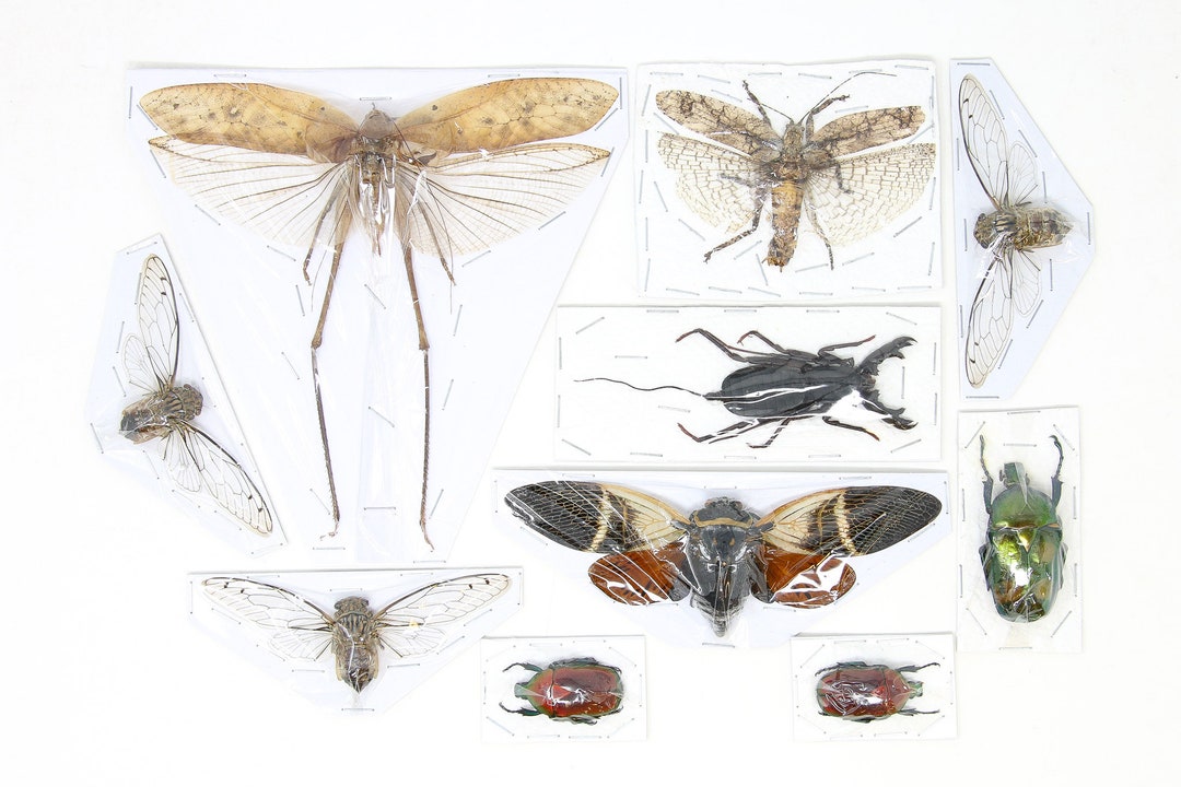 Assorted Entomolgy Specimens (thailand) A1 Unmounted Dried Insect ...