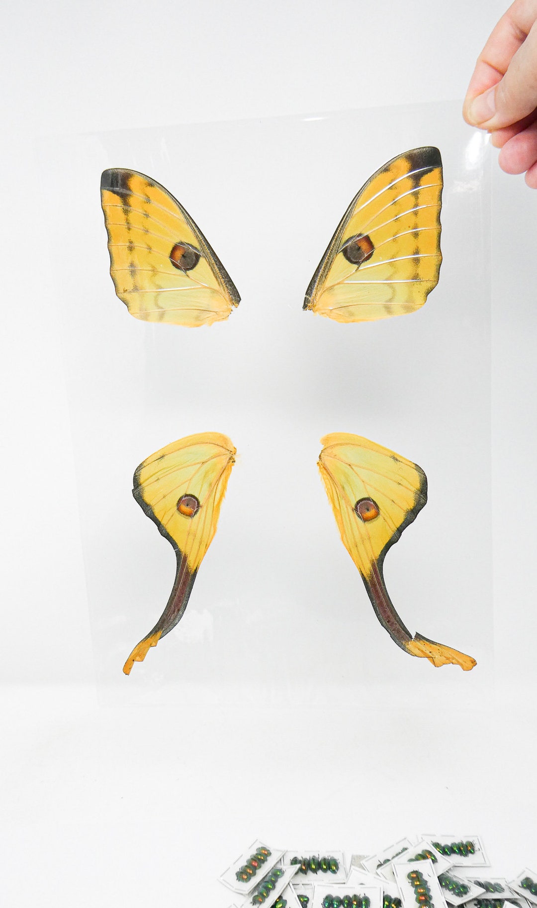 Laminated Madagascan Moon Moth Wings for Art and Craft Projects ...