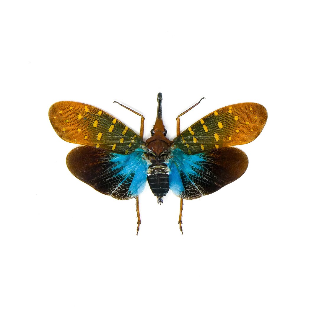 Two (2) Lantern Bugs, Pyrops Synavei (spread) A1 Specimens - Etsy