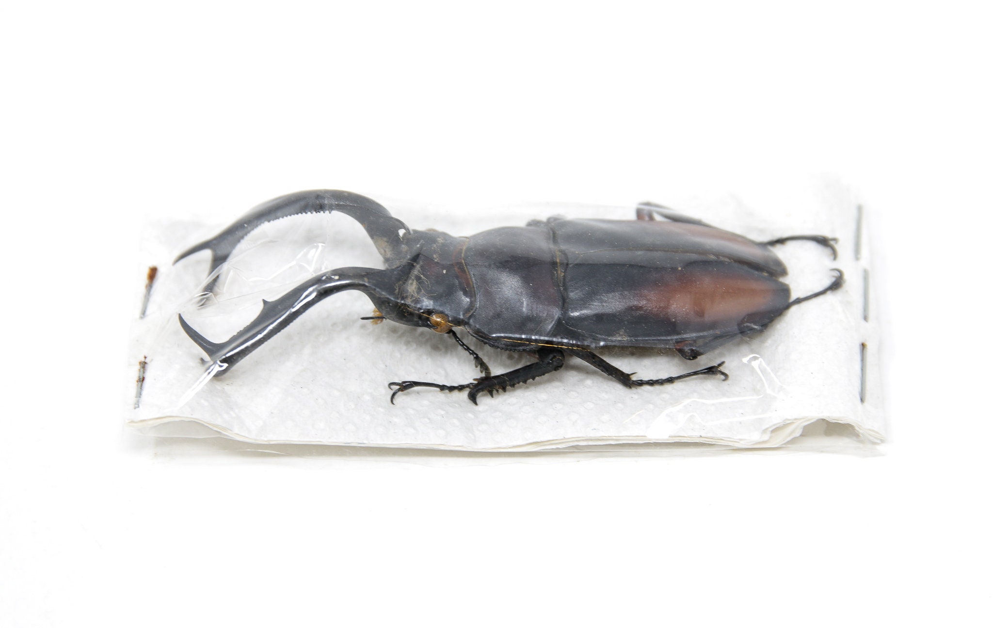 Rhaetulus didieri, Lucanidae Stag Beetles Unmounted Specimen with ...