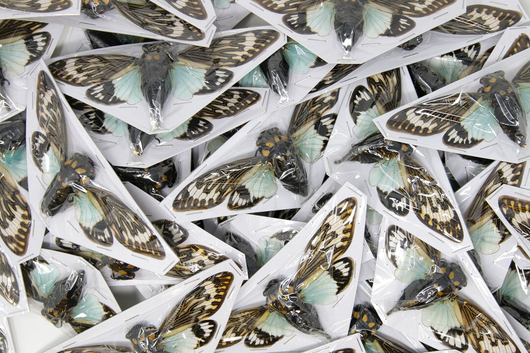 TEN (10) Real Blue Cicadas | Tosena Splendida | A1 Spead Specimens 5 ...