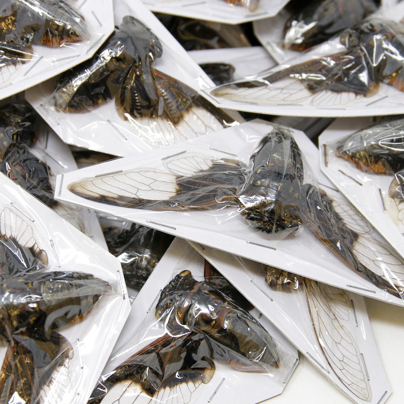 Taxidermey Real Bat - Etsy UK