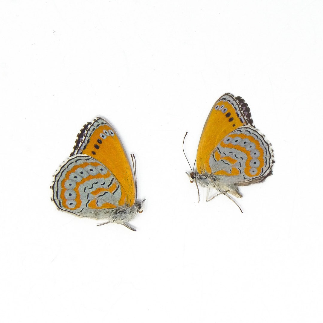 TWO (2) Spotted Lilac Tree-nymph Butterflies (sevenia Pechueli) A1 ...