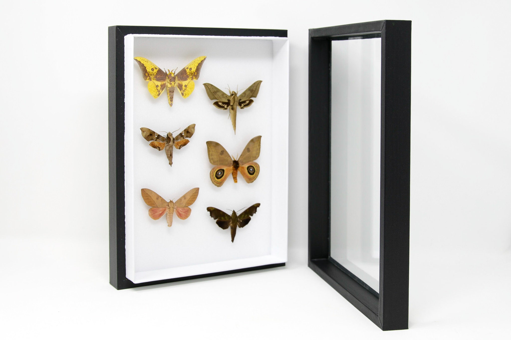 Exotic Moths Taxidermy Specimen Collection | Museum Entomology Box ...