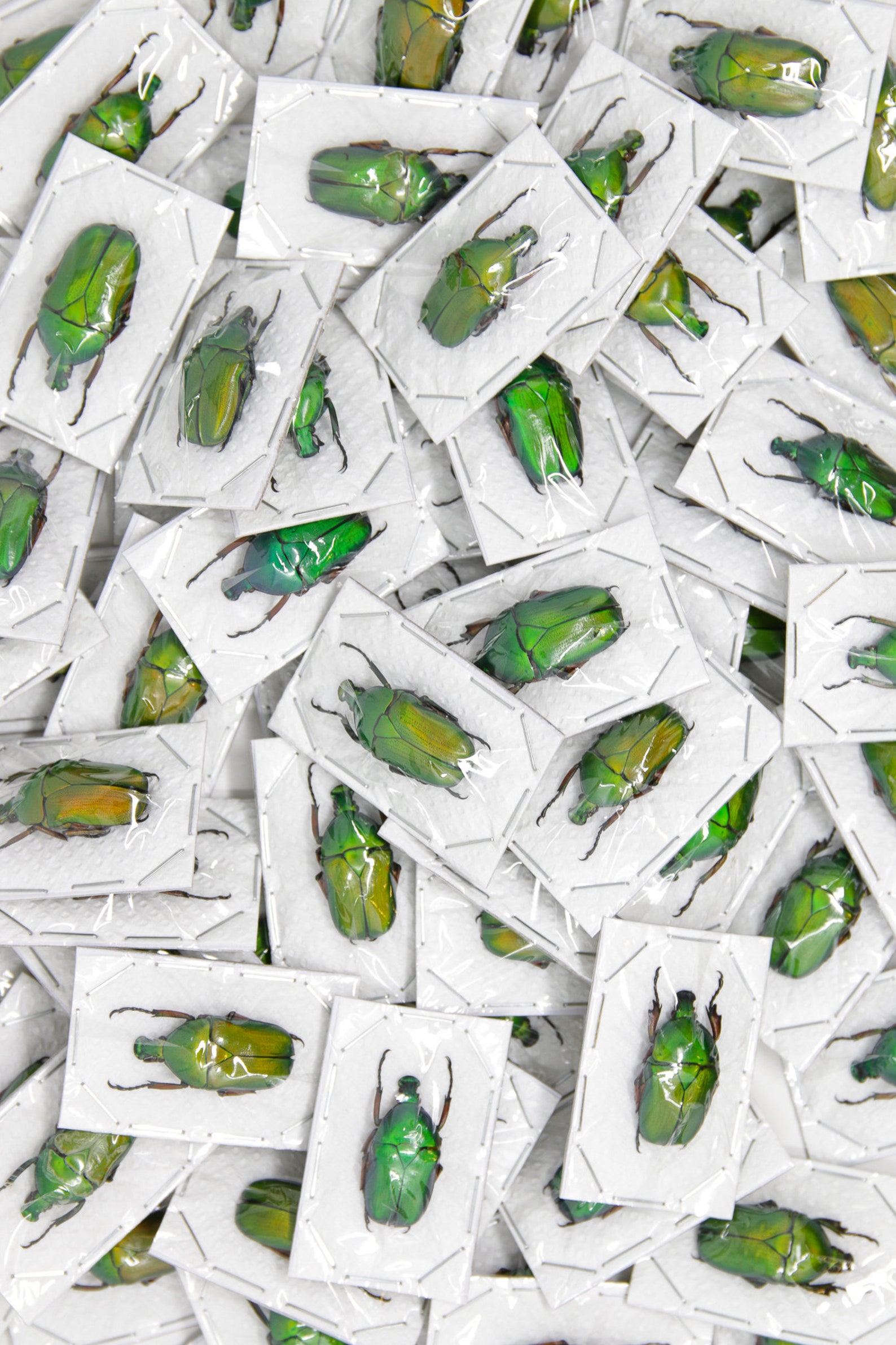 Mixed Bugs Beetles & Other Insects Mystery Box of Ethical - Etsy