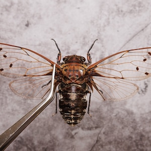 World's Largest Cicada Species 7-8" Wingspan | Megapomponia Merula ...