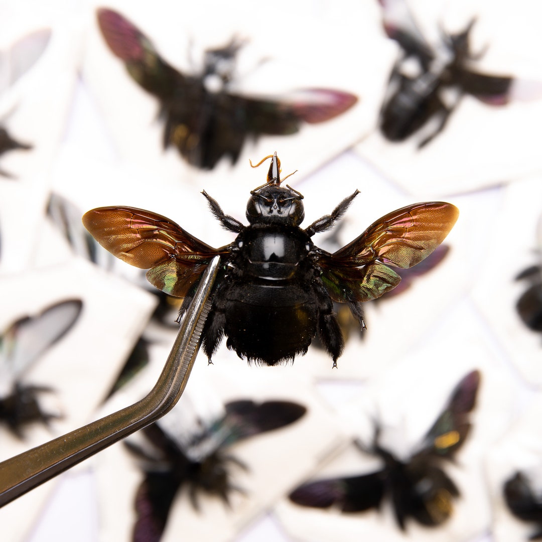 Pack of 10 Giant Black Carpenter Bees (xylocopa Latipes) | A1 Spread ...