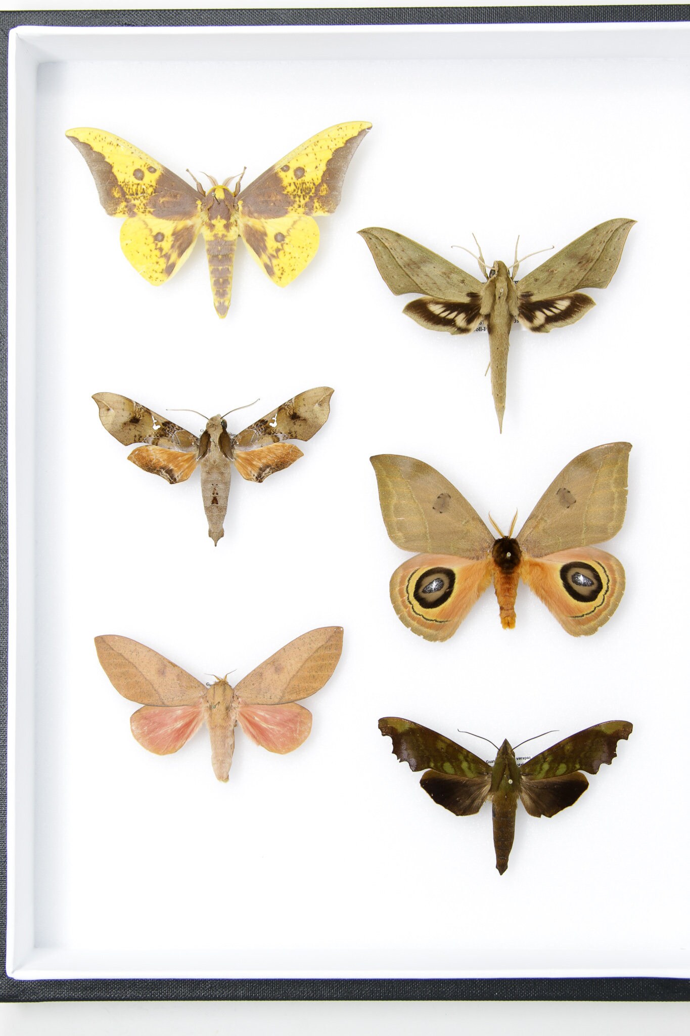 Exotic Moths Taxidermy Specimen Collection | Museum Entomology Box ...