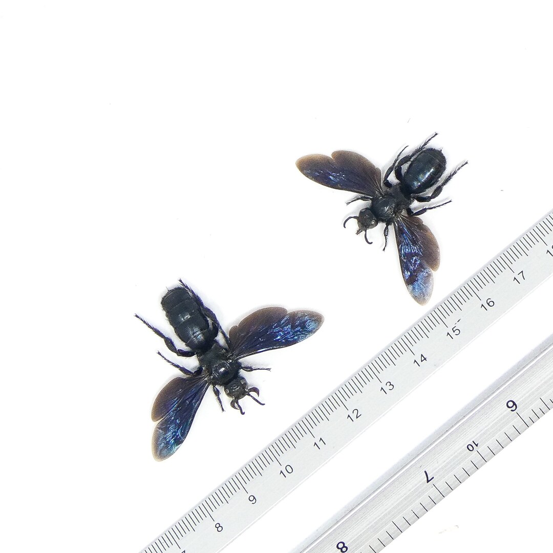 LOT OF 10 X Scoliid Wasps scolia Affinis A1 Entomology Specimens - Etsy