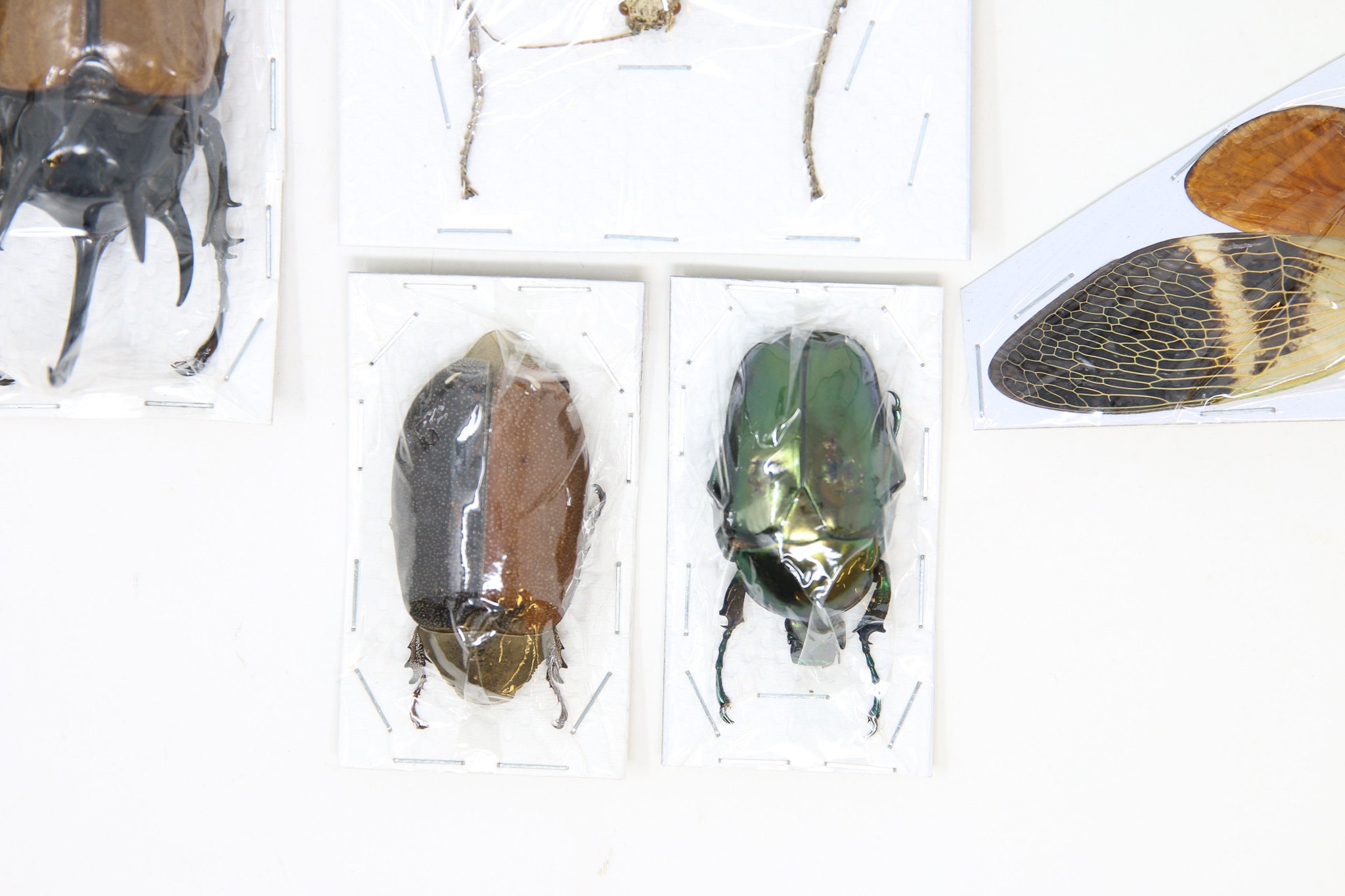 Mixed Assorted Insects Bug Collection, A1 Quality Real Dry-Preserved ...