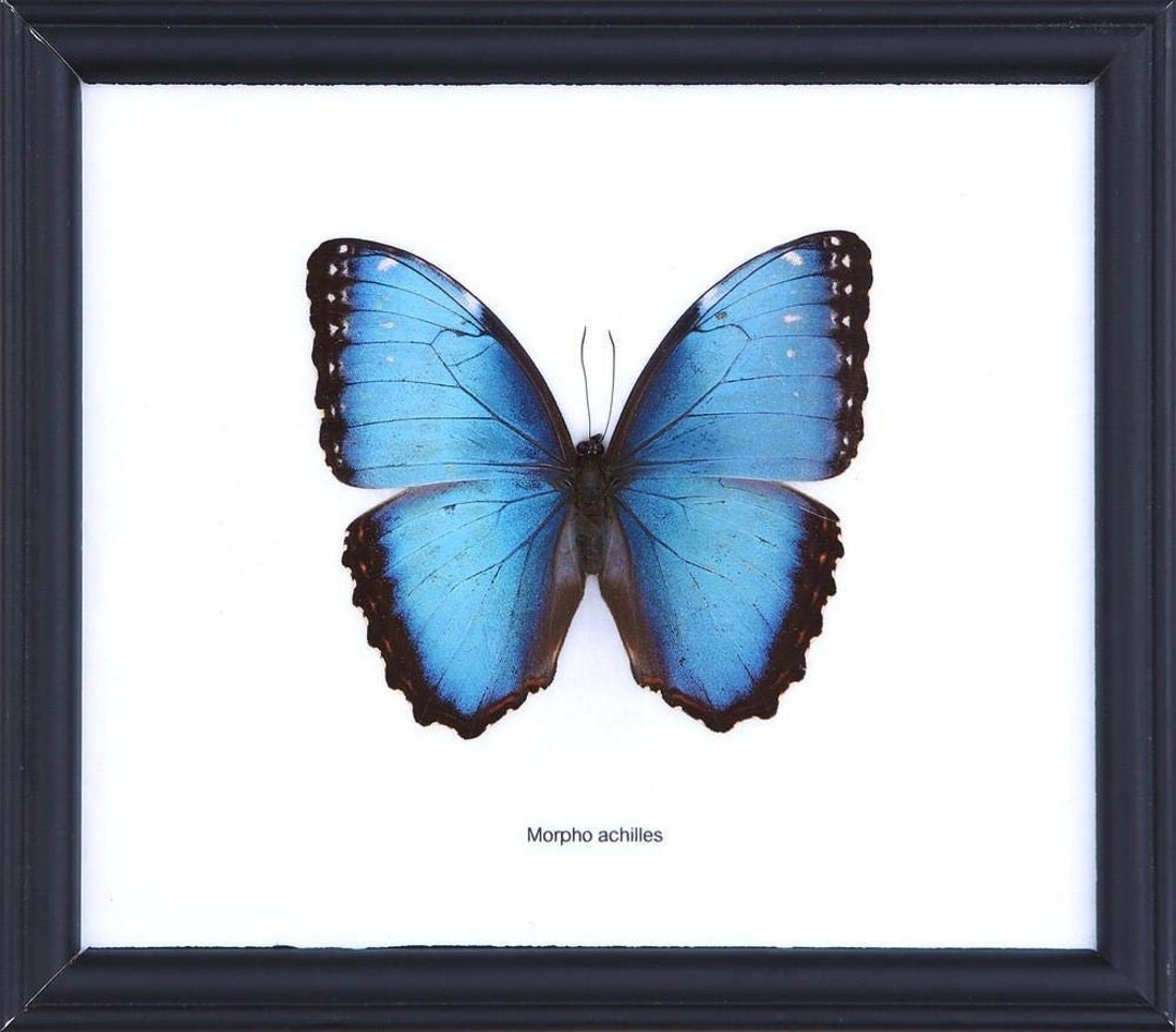The Achilles Morpho Butterfly (morpho Achilles) Mounted in a Wall ...