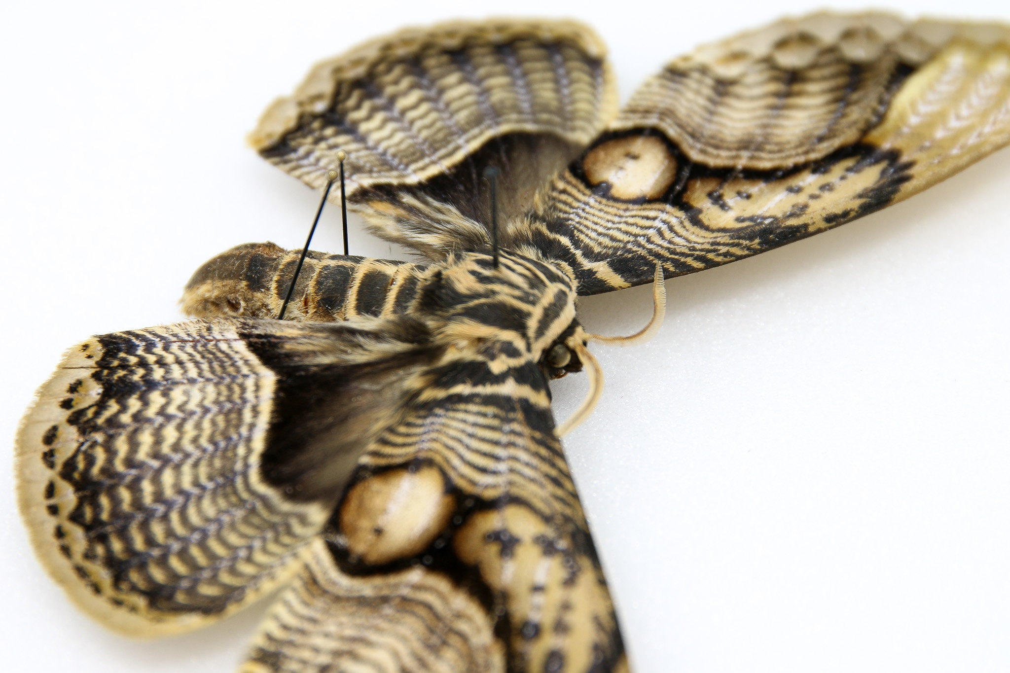 Brahmaea Moths Pinned Box Frame Taxidermy Collection | Real Entomology ...