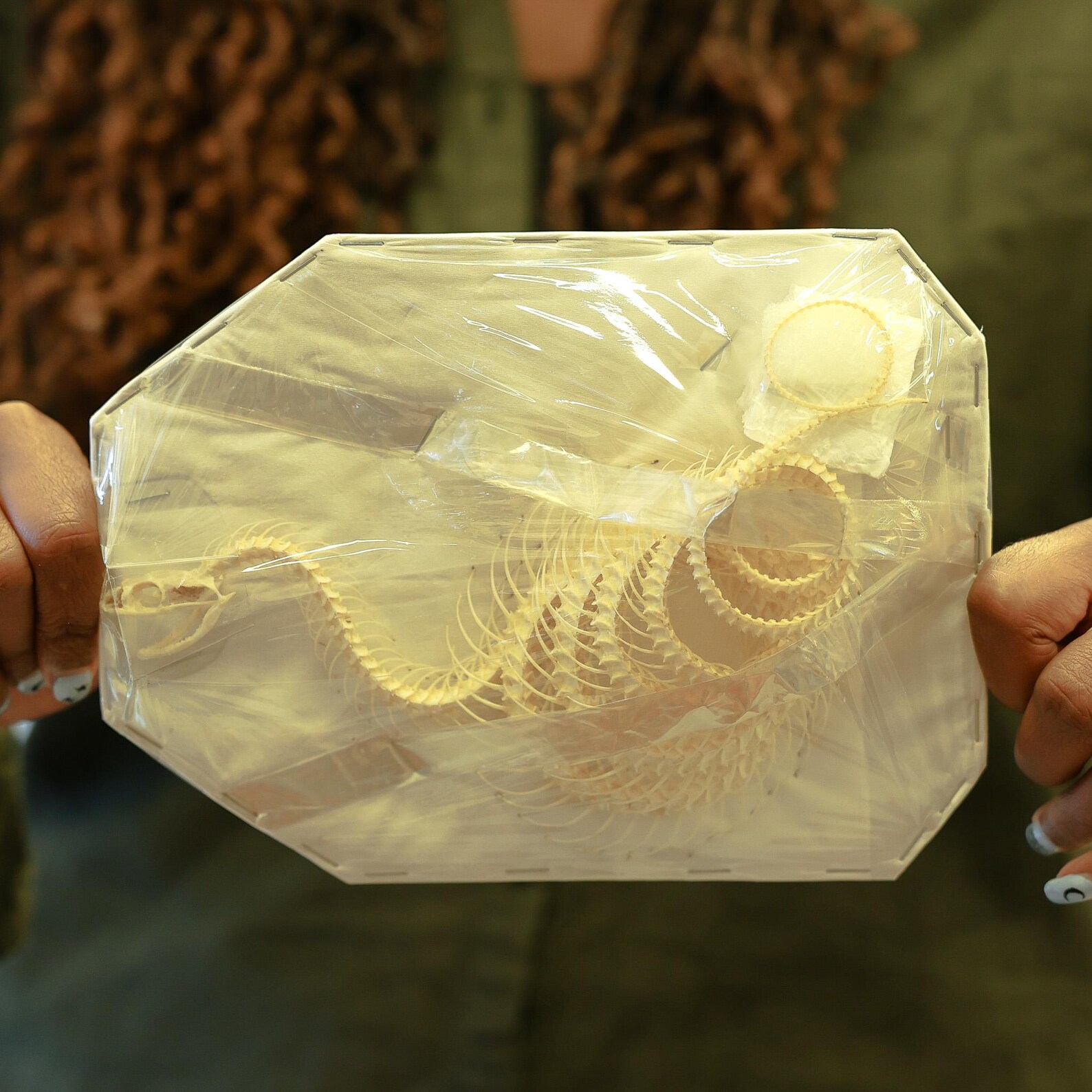 Ptyas Korros, ROLLING CURVED Snake Skeleton, Preserved Reptile ...