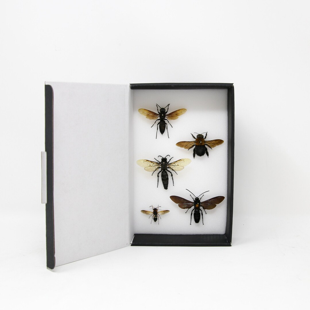 A Collection of Pinned Bees & Wasps hymenoptera Inc. Scientific ...
