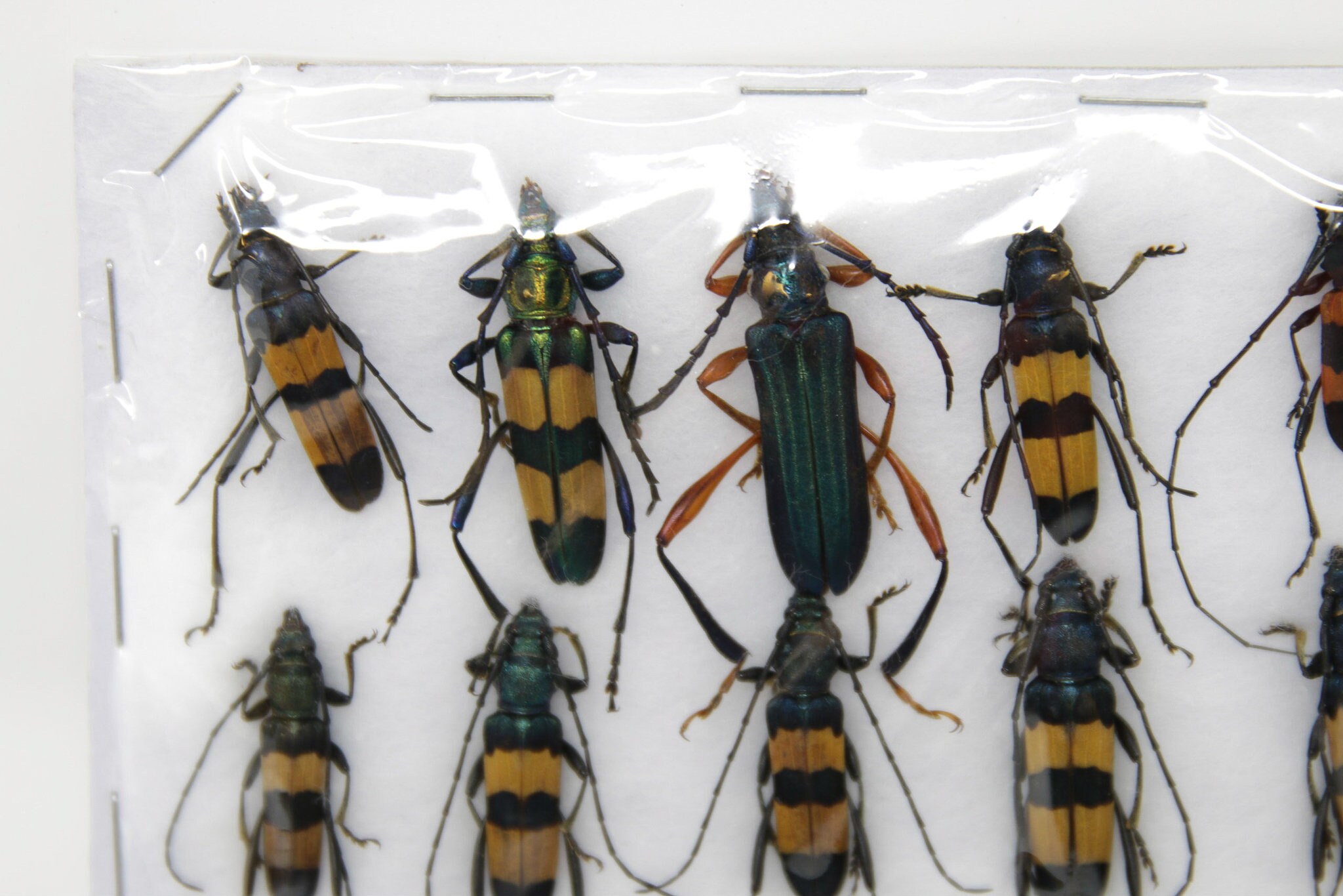 Insect Specimen Collection, Thailand 2021 (Various Coleoptera) SET#AI10