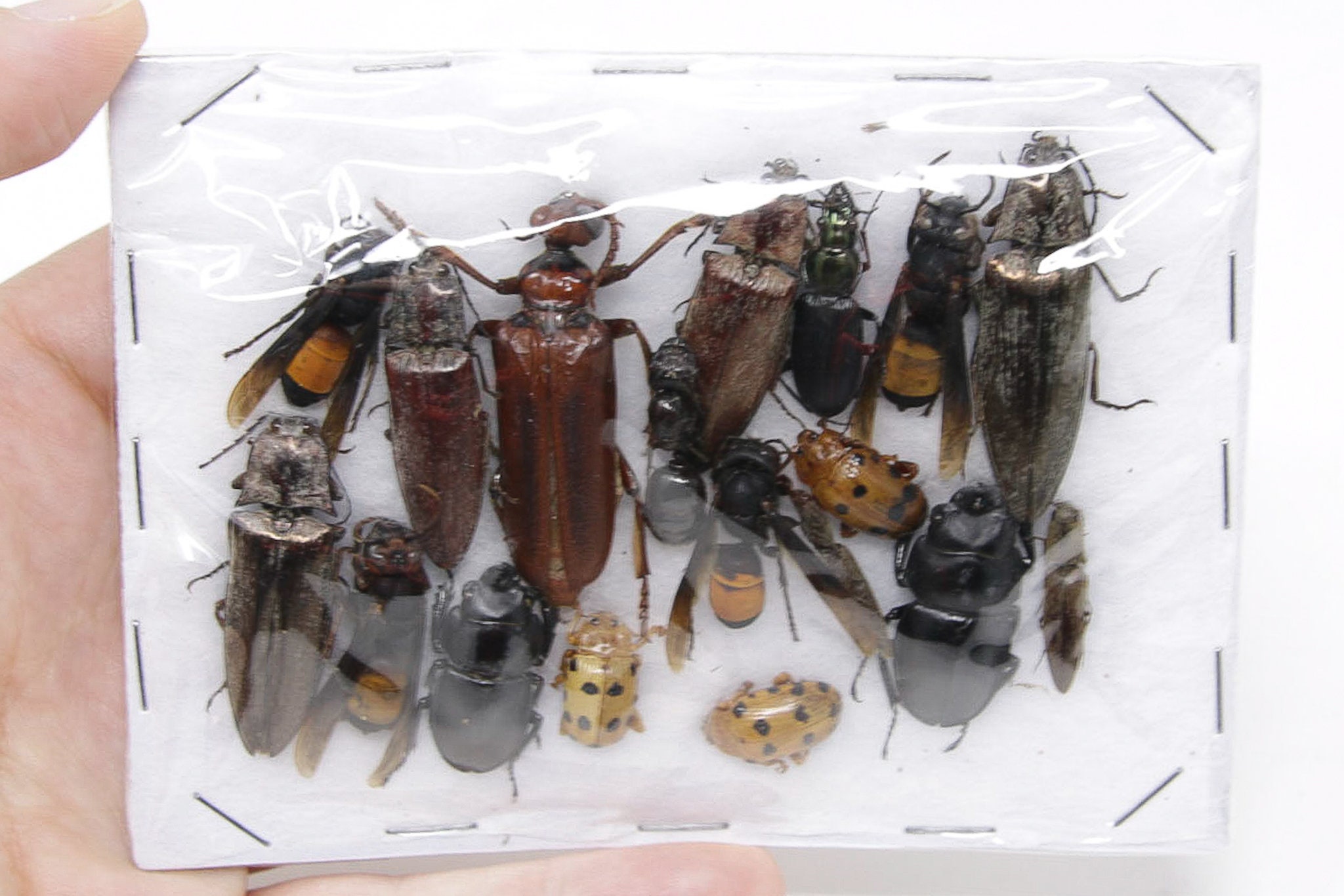 Insect Specimen Collection, Thailand 2021 (Various Coleoptera) SET#AI21