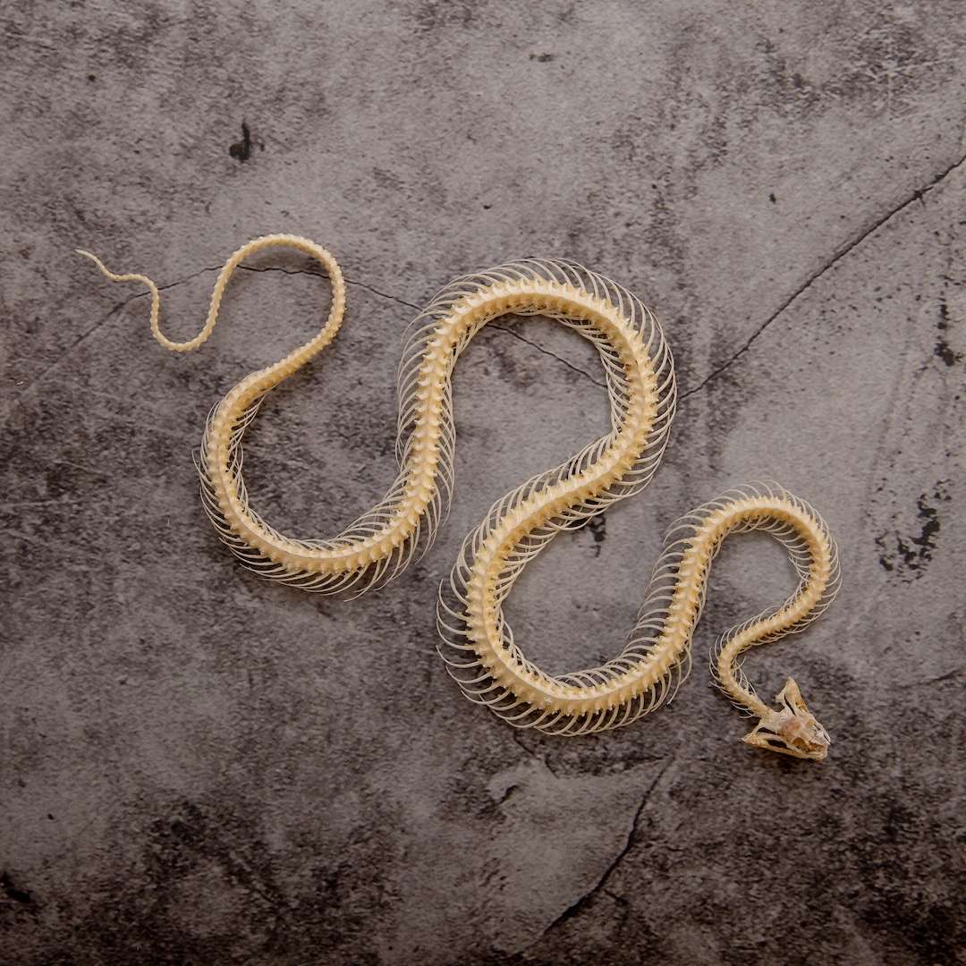 Striped Keelback Snake (xenochrophis Vittatus) A1 Curved Skeleton ...
