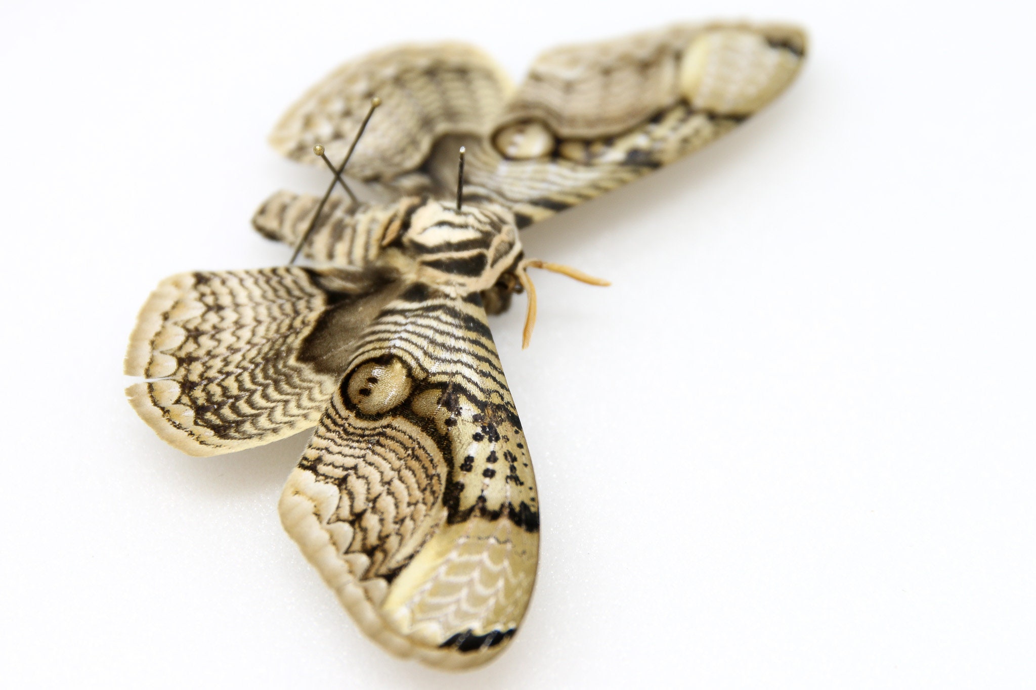 Brahmaea Moths Pinned Box Frame Taxidermy Collection | Real Entomology ...
