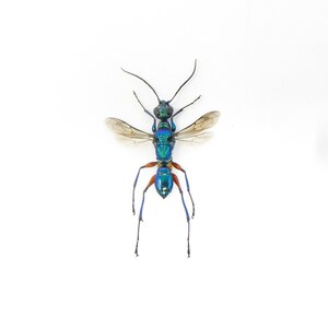 TWO (2) Blue Green Wasps (ampulex Erythropus) A1 Wings-open - Etsy