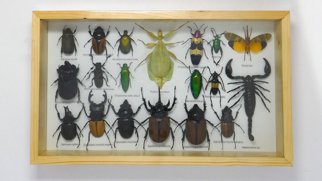 Framed & Mounted Insect Specimens | Taxidermy Entomology | 15 X 8 X 2 ...