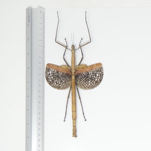 Two (2) PAIR of Giant Phasmids (anchiale Buruense) 170mm+ A1 Dry ...