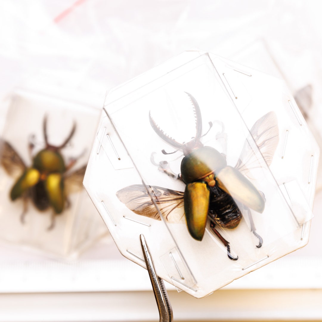 FIVE (5) Saw-tooth Beetles SPREAD SPECIMENS (lamprima Adolphinae), A1 ...