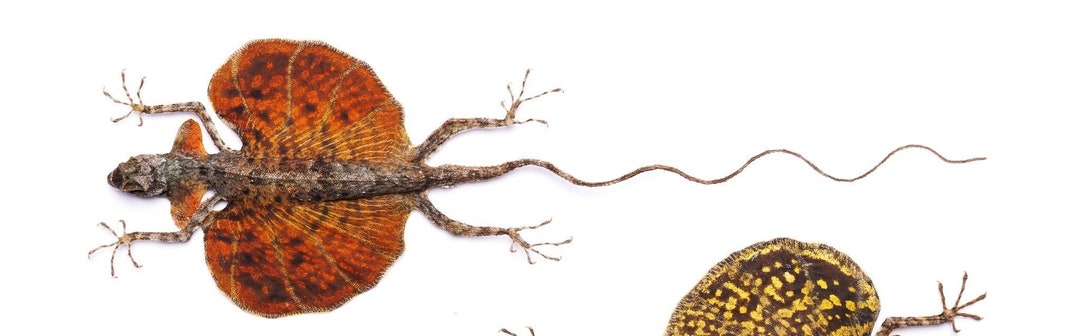 FOUR (4) Draco Flying Lizards (draco Haematopogon) | A1 Fine Quality ...