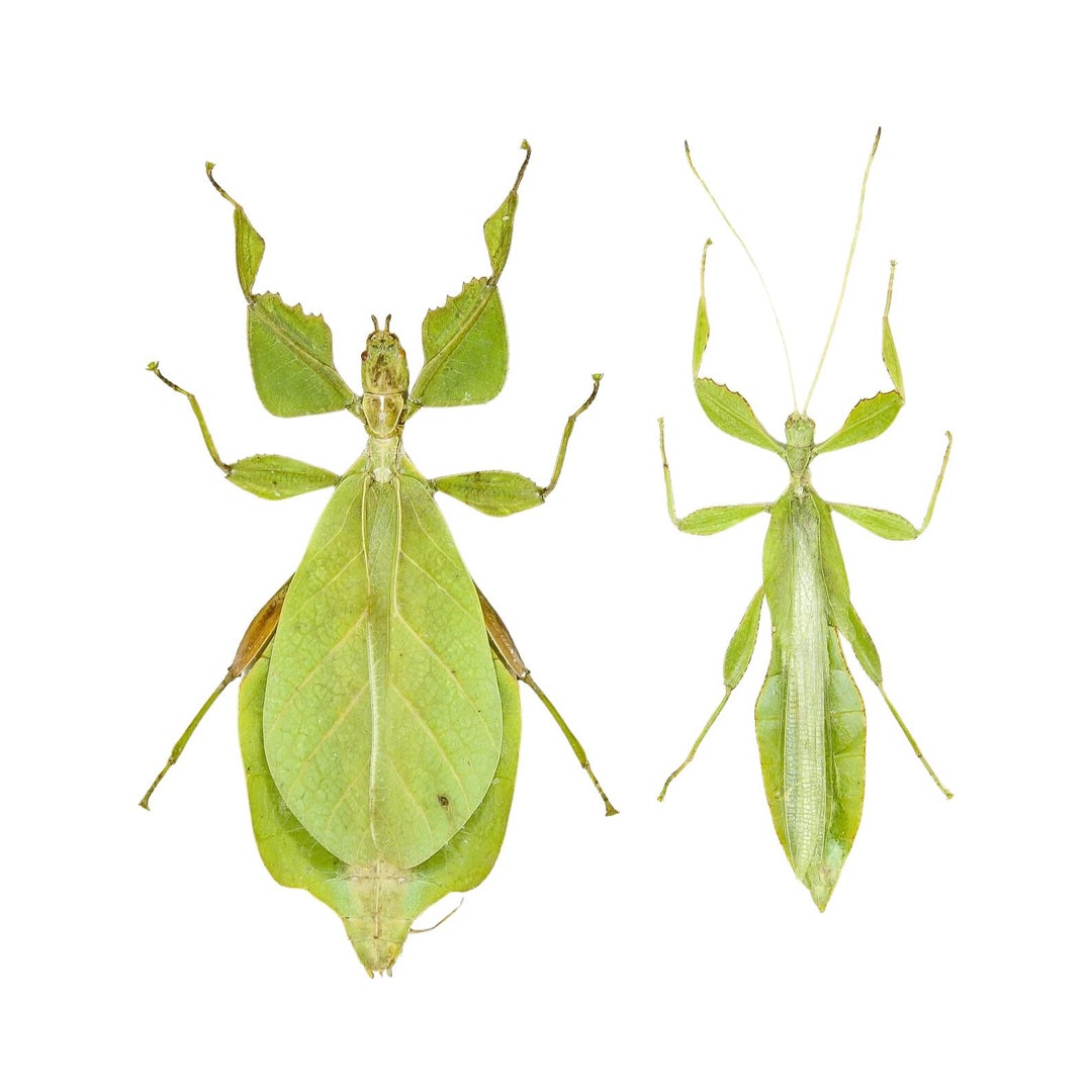 A Pair Of Giant Leaf Insects 2 Phyllium Celebicum A1 Perfect Unmounted a-pair-of-giant-leaf-insects-2-phyllium-celebicum-a1-perfect-unmounted