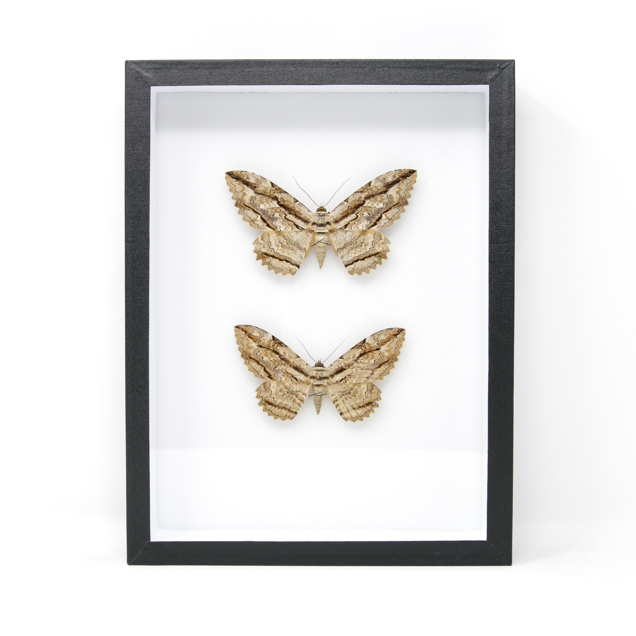 Silk Moth Taxidermy Specimens | Pinned Lepidoptera, Entomology Box ...