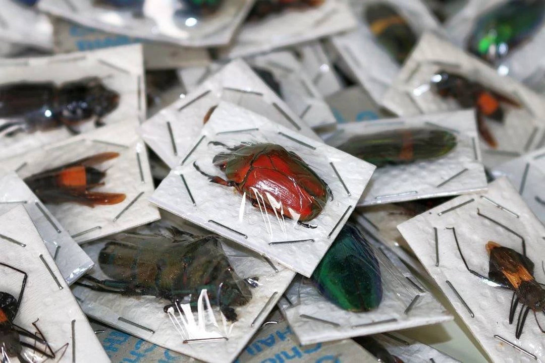 Mixed Bugs Beetles & Other Insects | Mystery Box of Ethical Unmounted ...