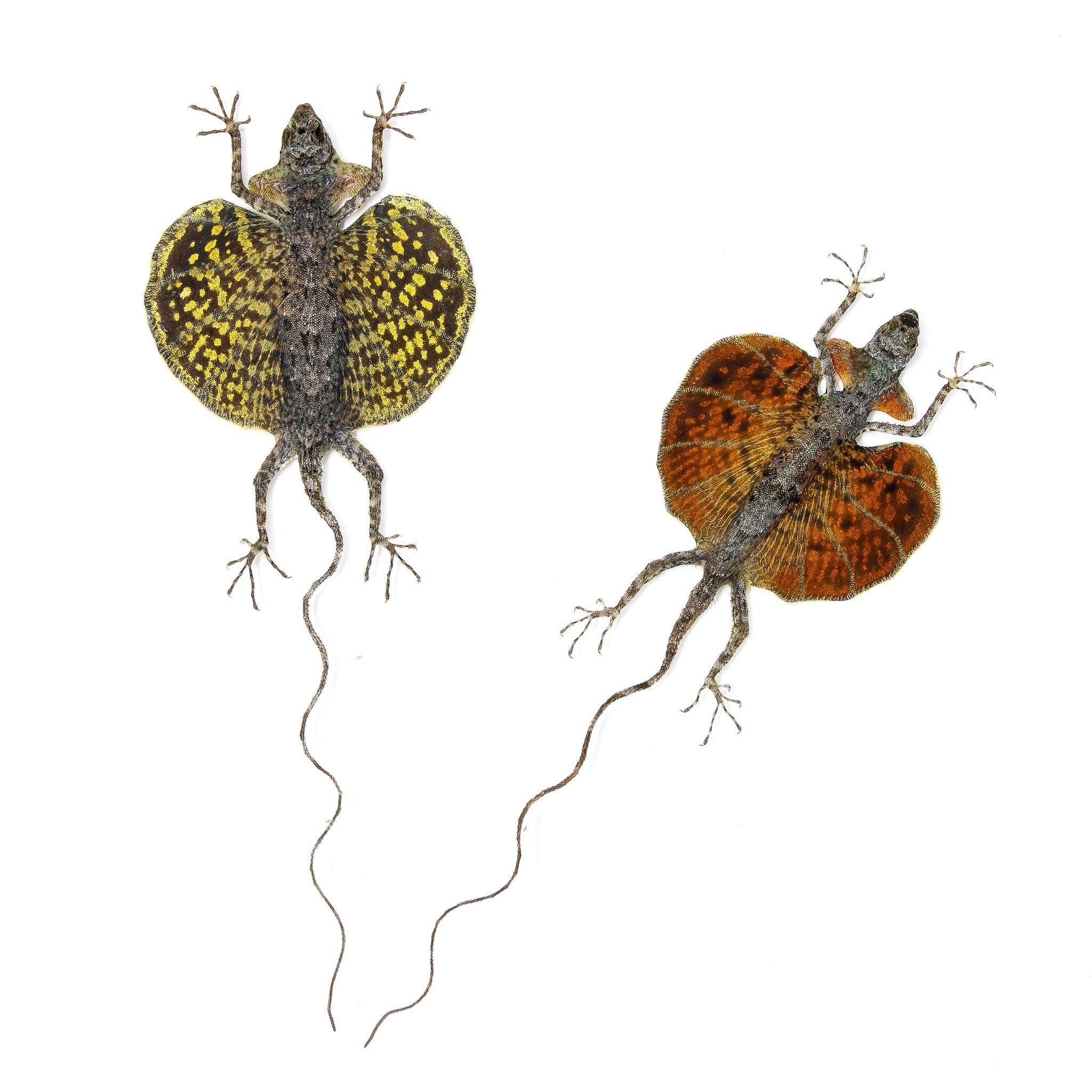 Pair of (2) Draco Flying Lizards (Draco haematopogon) | A1 Spread ...