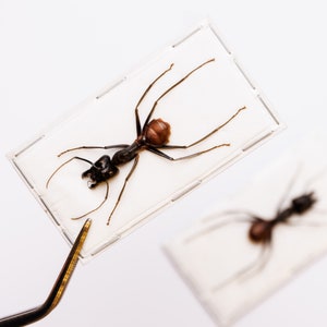 TWO (2) Giant Soldier Ants (camponotus Gigas) Spread Specimens A1 - Etsy