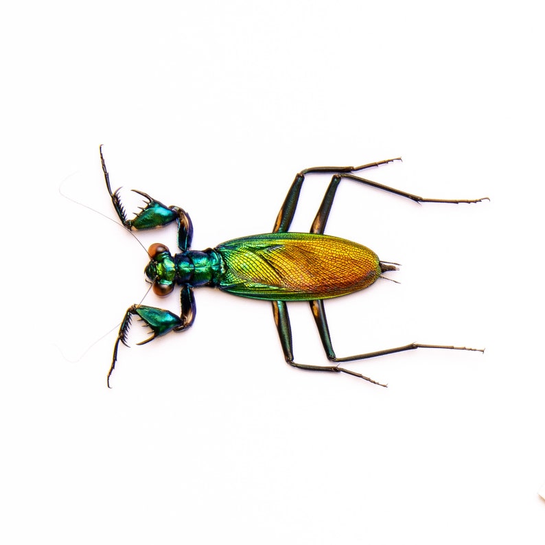 2 Exotic Praying Mantids (metallyticus Splendidus) Java, Indonesia. A1 ...