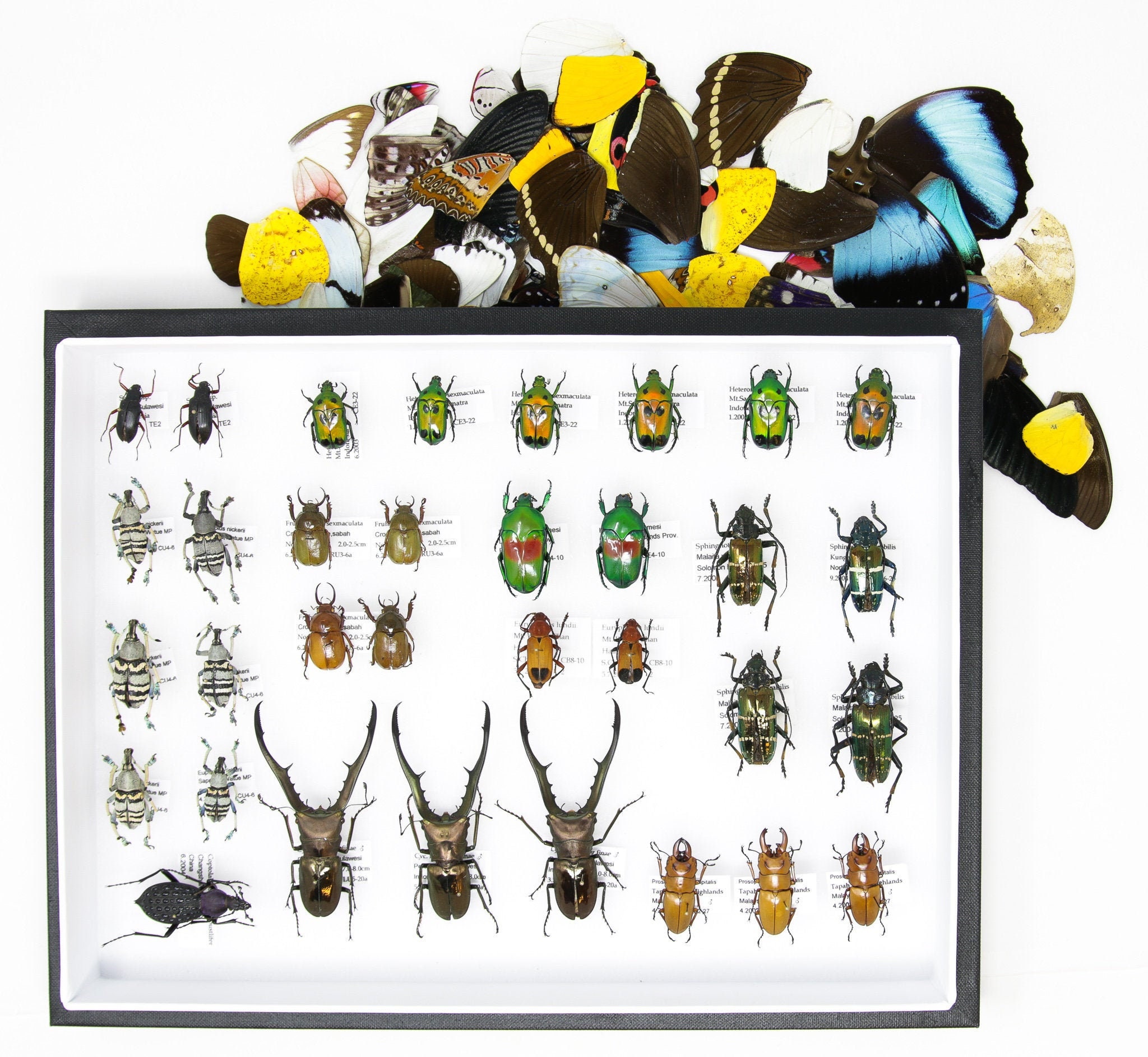 Framed Beetle Specimen Collection | Pinned Entomology Insect Specimens ...